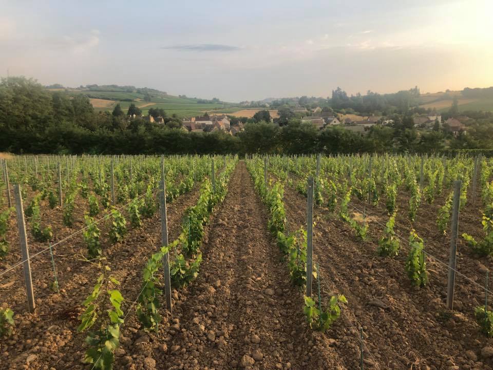Plantation d'une vigne centenaire - Chateau de Rougeon - à Bissey-sous ...